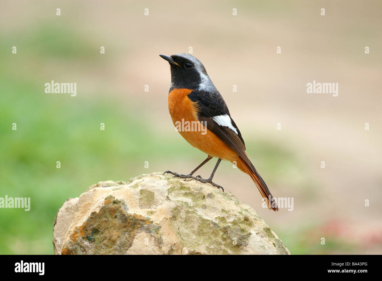Bird on rock side view Stock Photo - Alamy