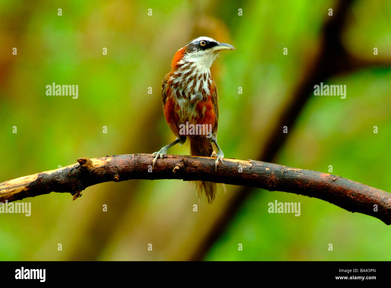 Streak breasted scimitar babbler standing on branch front view Stock ...