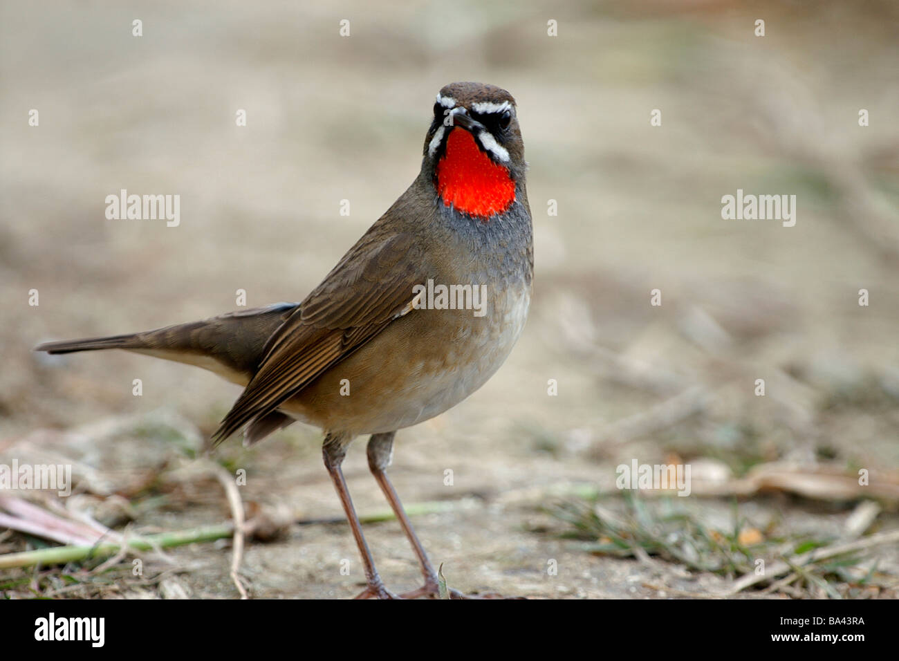 Bird on the ground side view Stock Photo - Alamy