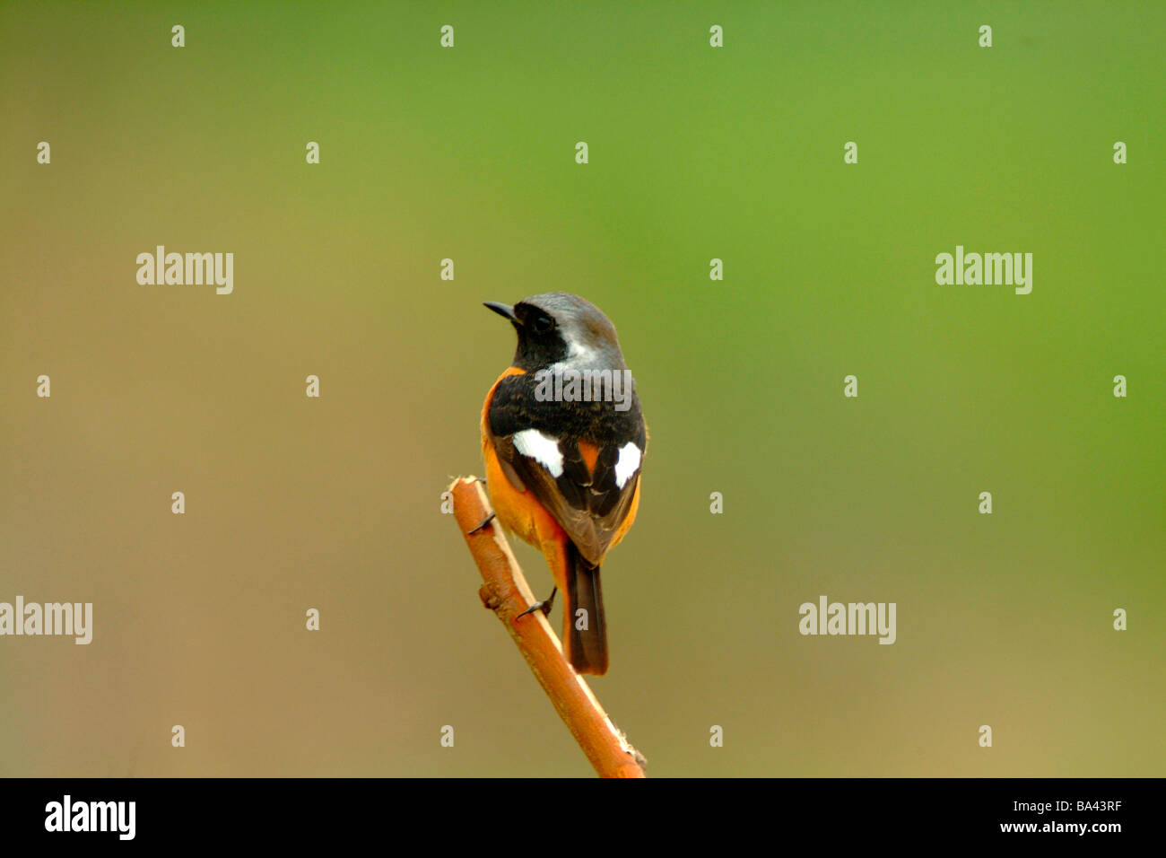 Bird standing on top of branch rear view Stock Photo - Alamy