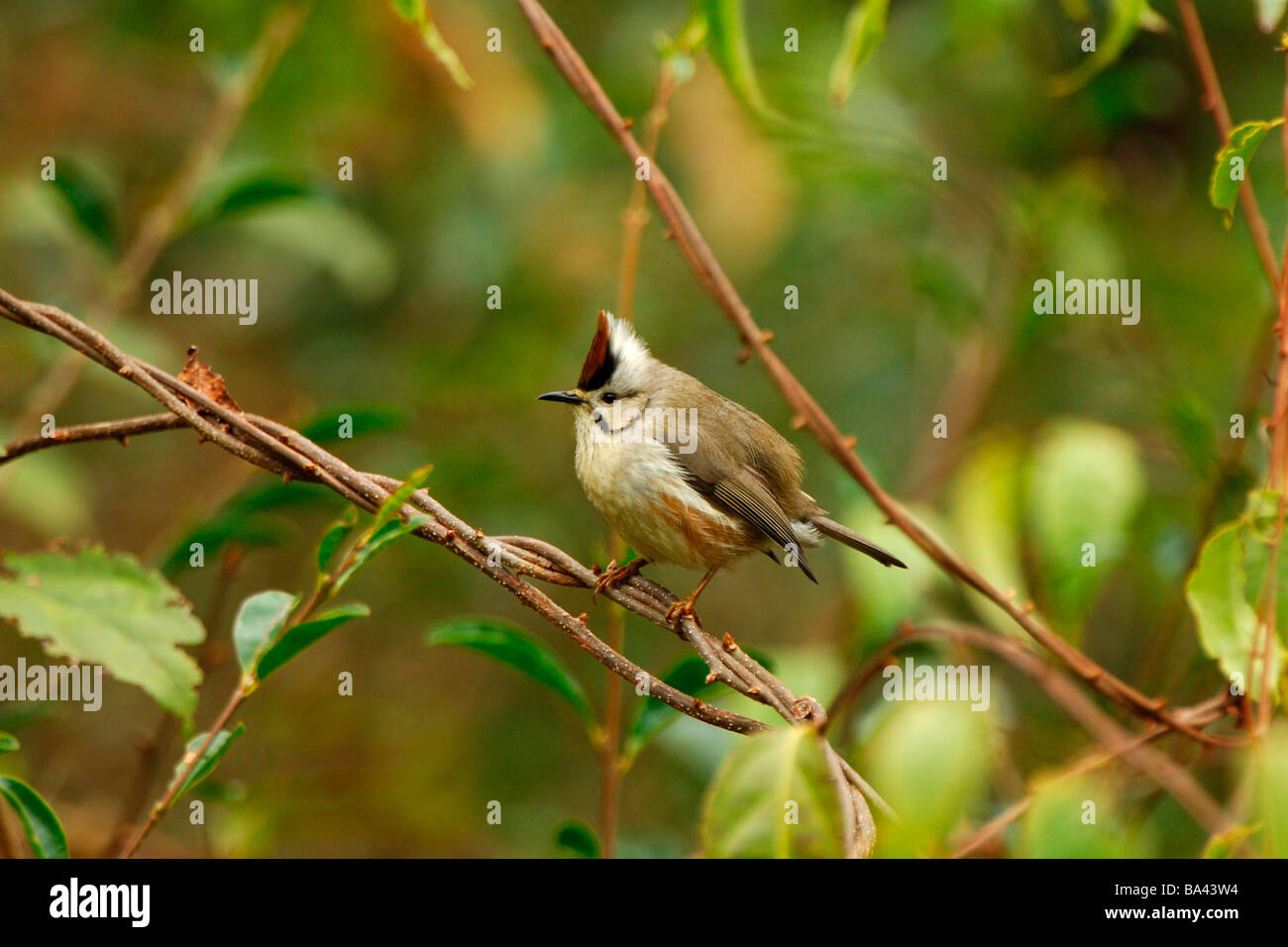 Bird on branch side view Stock Photo - Alamy
