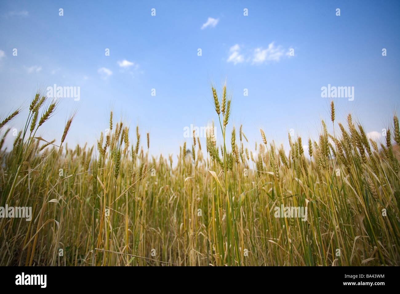 Wheat field series hi-res stock photography and images - Alamy