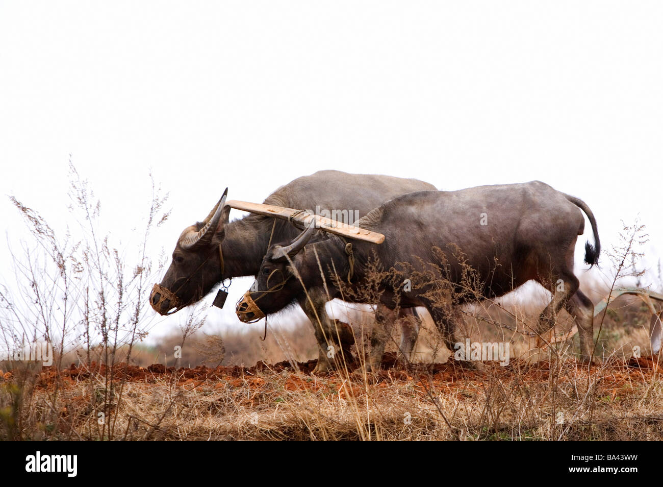 Farmer plowing with water buffalo hi-res stock photography and images ...