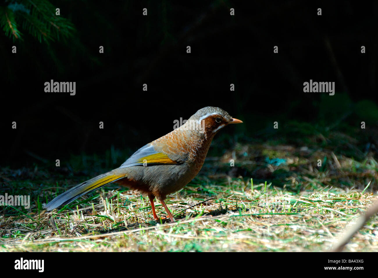 Bird on the ground side view Stock Photo - Alamy