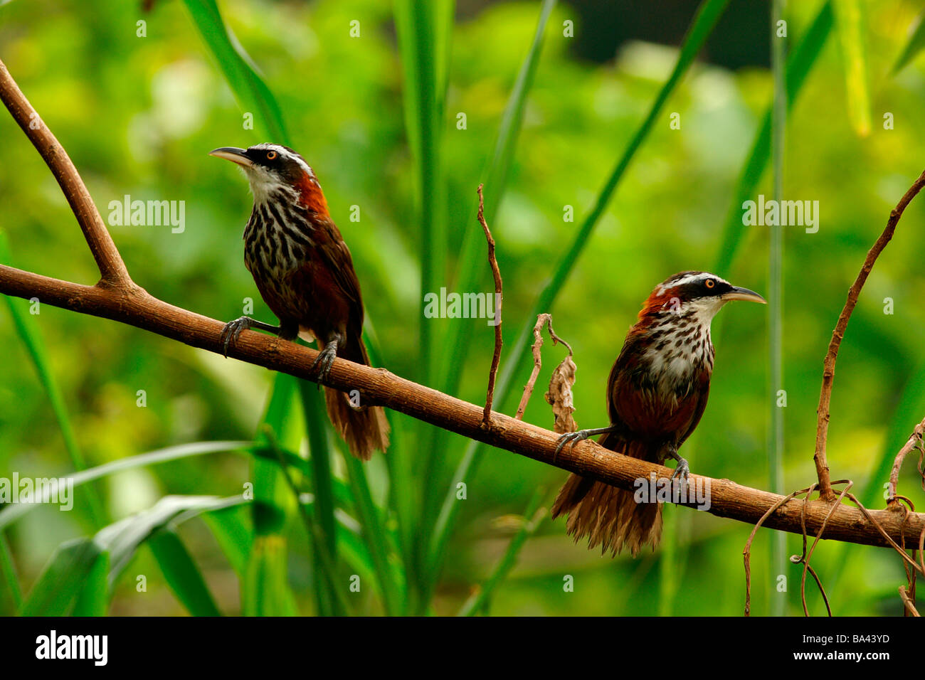Two streak breasted scimitar babblers on twig side view Stock Photo - Alamy