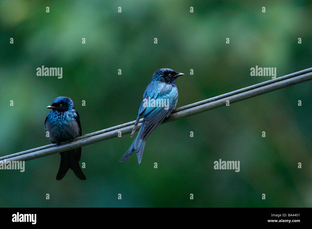 Two blue birds on twig side view Stock Photo - Alamy