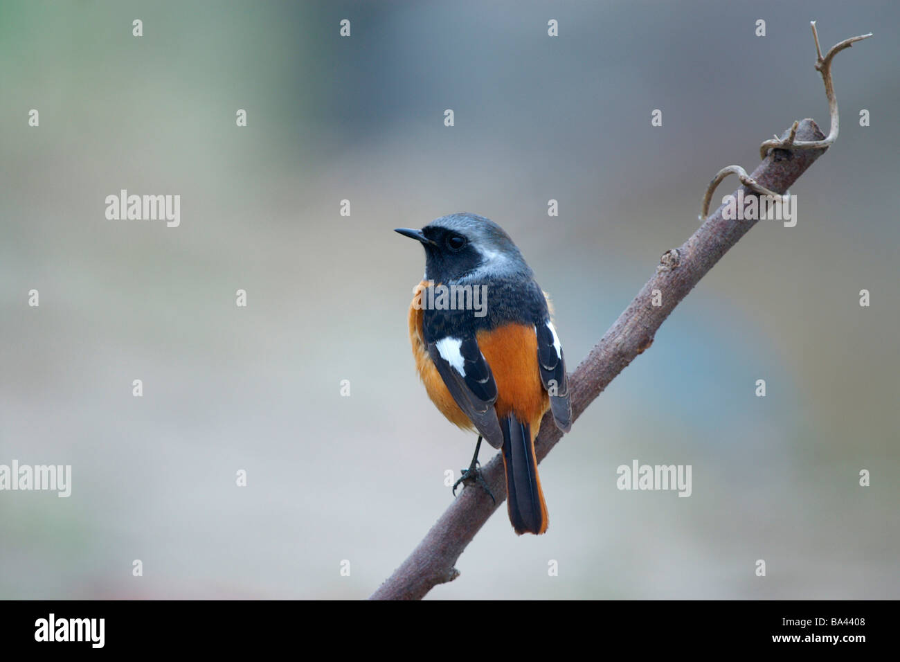Bird on branch rear view Stock Photo - Alamy