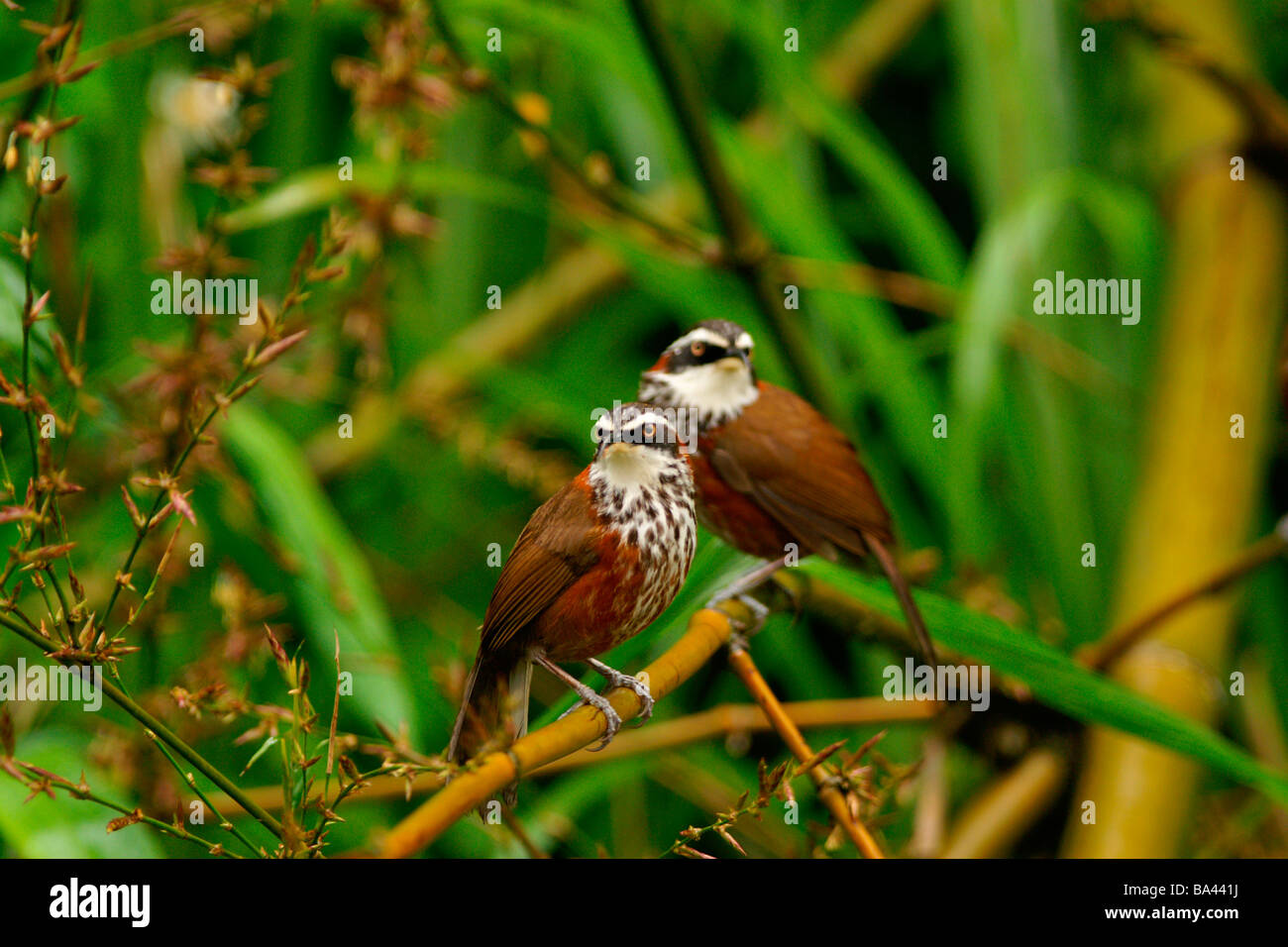 Two streak breasted scimitar babbler on twig side view Stock Photo - Alamy