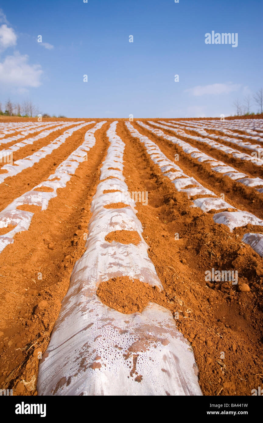 Red province vertical hi-res stock photography and images - Alamy