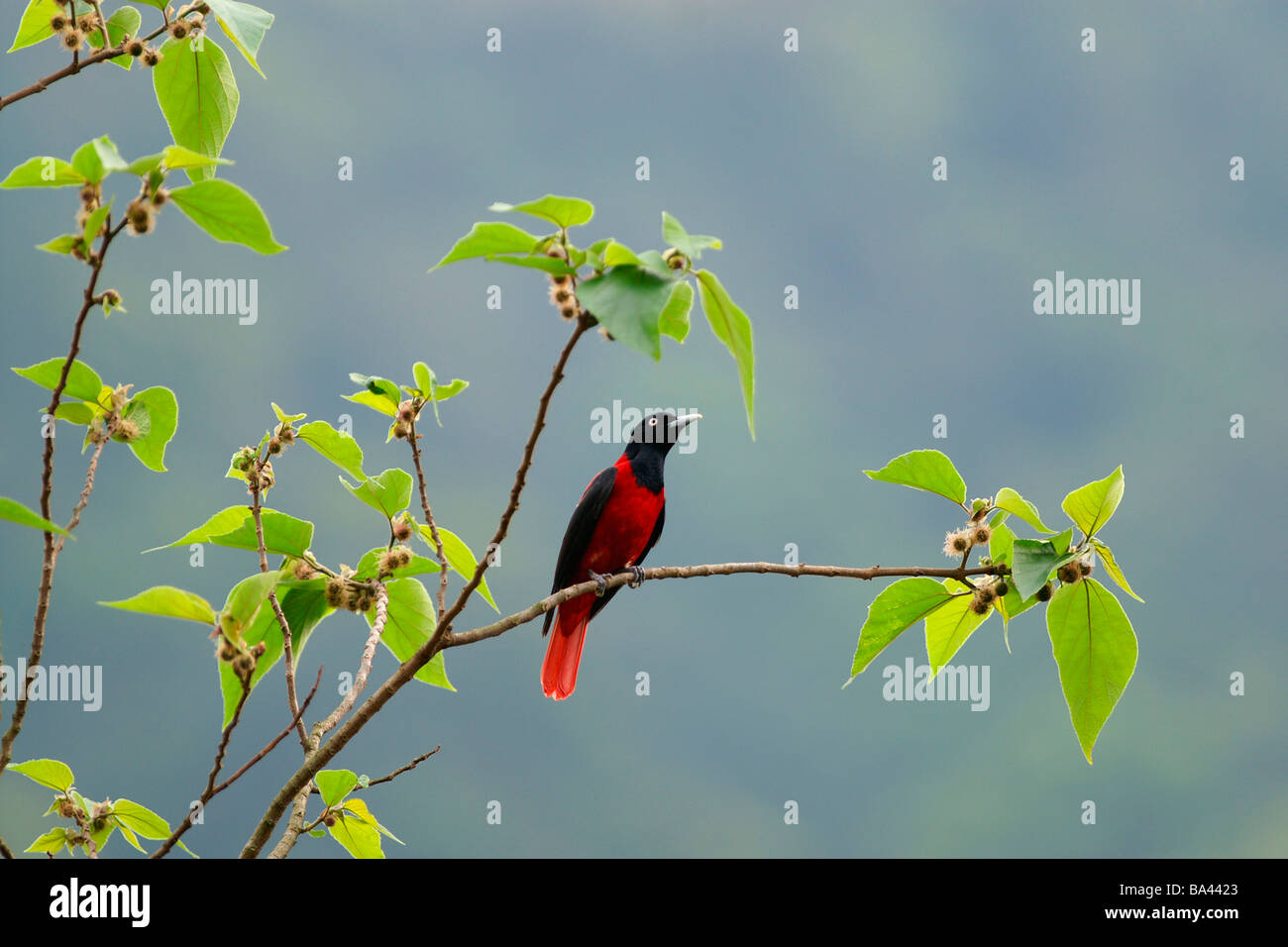 Bird on twig front view Stock Photo - Alamy