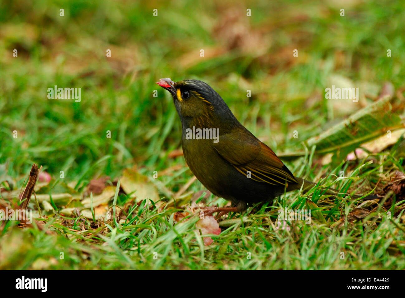 Bird on the grassy ground side view Stock Photo - Alamy
