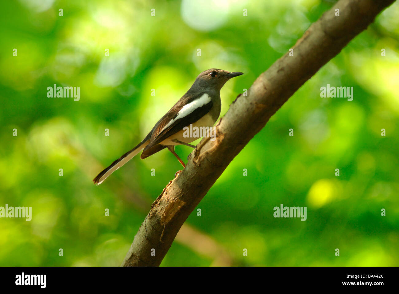 Bird walking on branch side view Stock Photo - Alamy