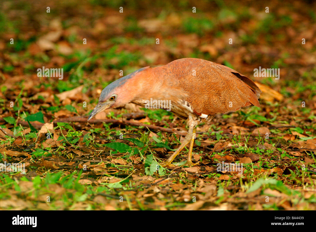 Bird prowling on the ground side view Stock Photo - Alamy