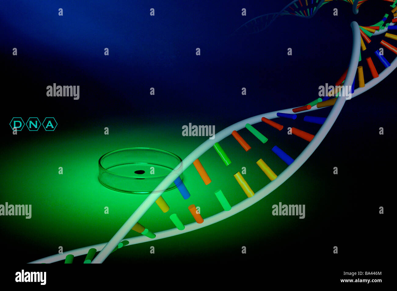 DNA structure and petri dish Digital Composite Stock Photo - Alamy