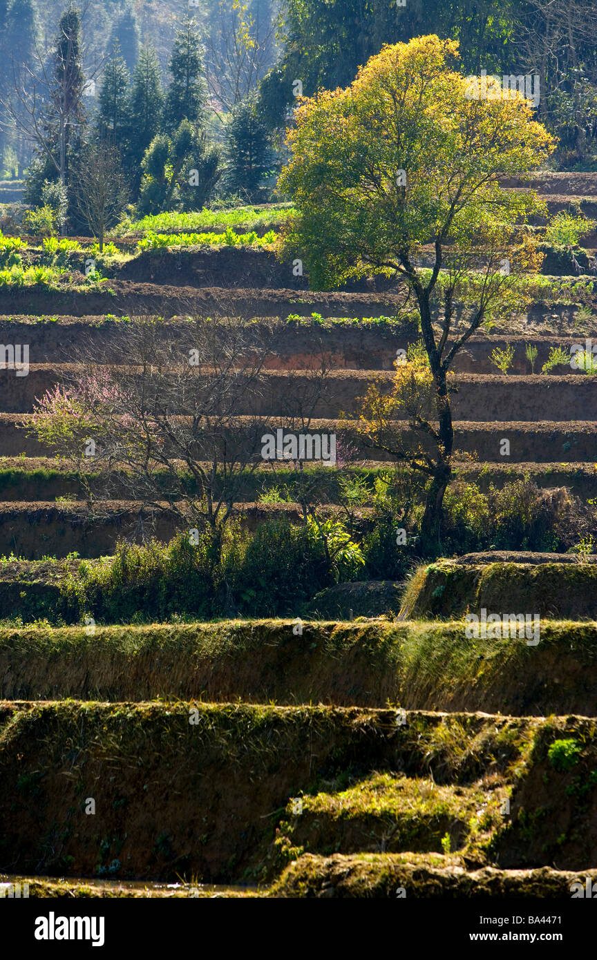 Terraced field hi-res stock photography and images - Alamy