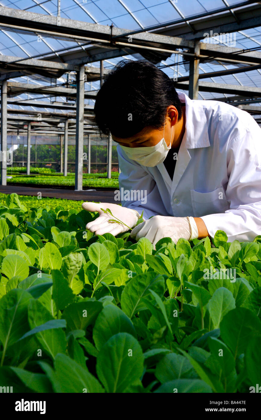Scientist inspecting plants in greenhouse Stock Photo - Alamy