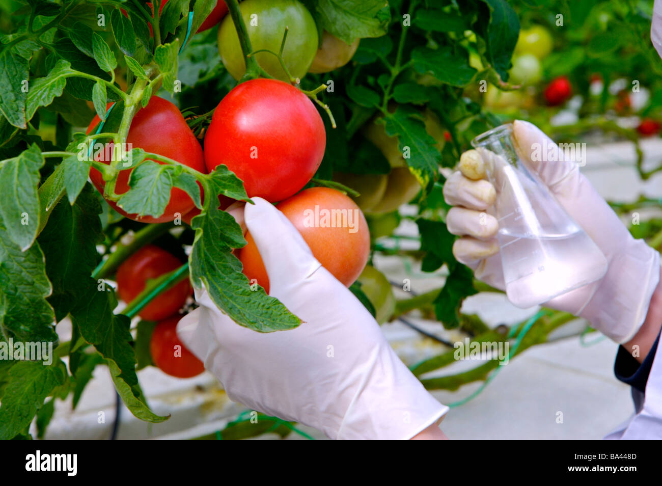 Scientist examining tomato in hi-res stock photography and images - Alamy
