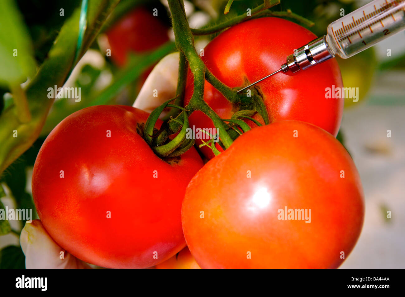 Syringe injecting on tomato s stalk Stock Photo - Alamy