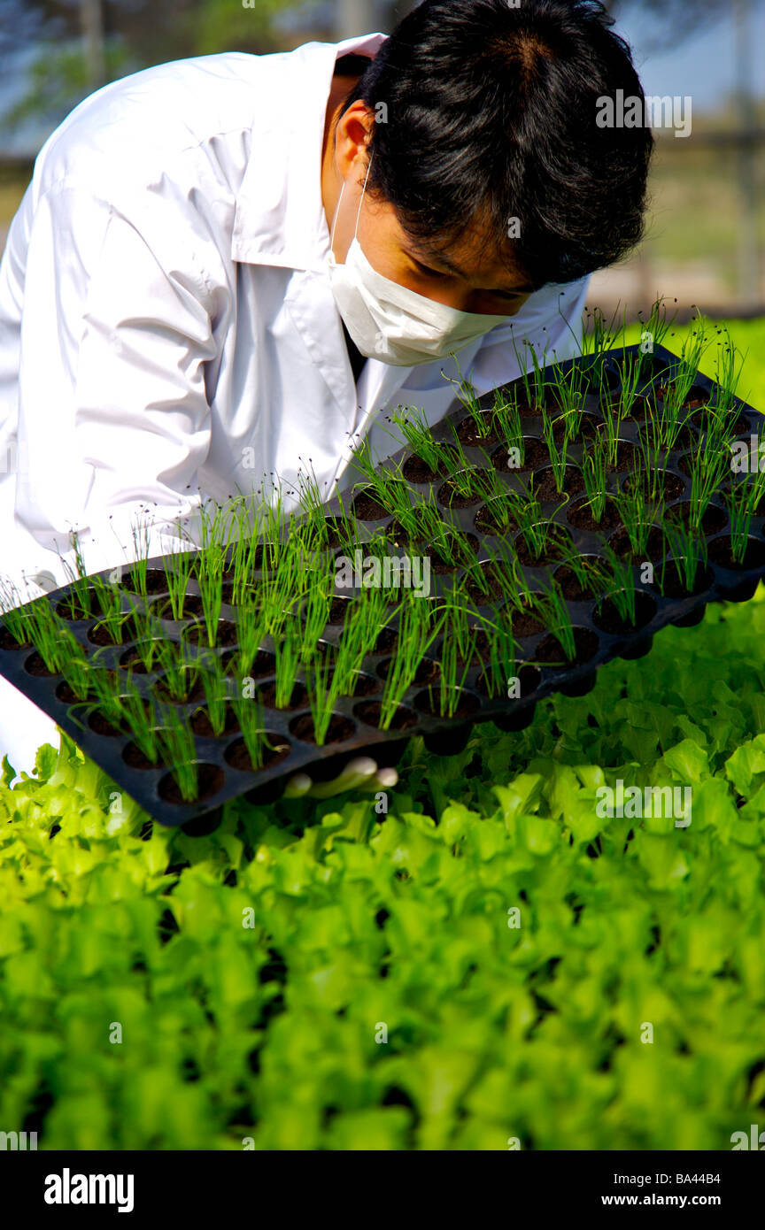 Scientist inspecting plants in greenhouse Stock Photo - Alamy