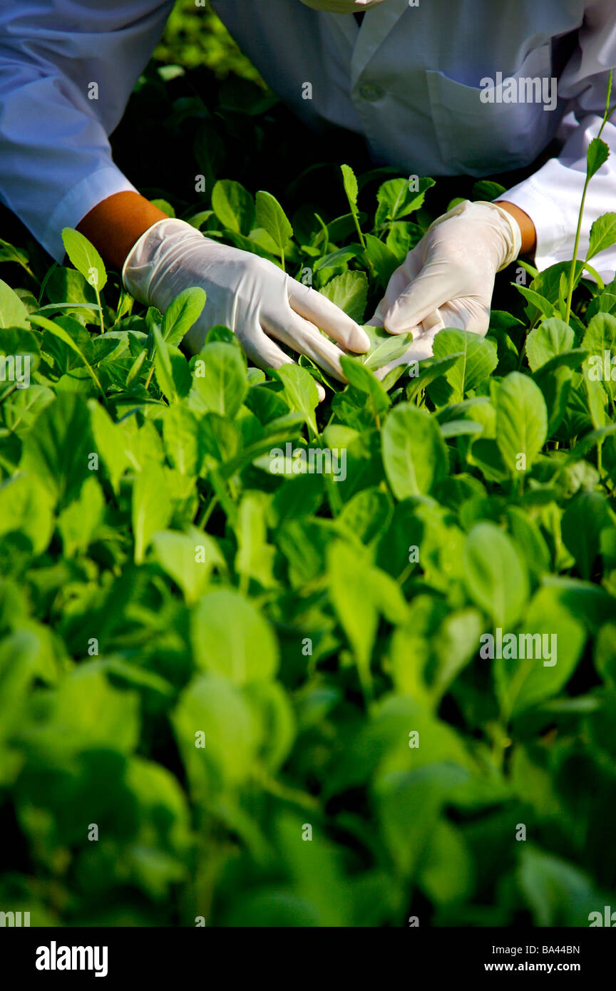 Scientist inspecting plants Stock Photo - Alamy