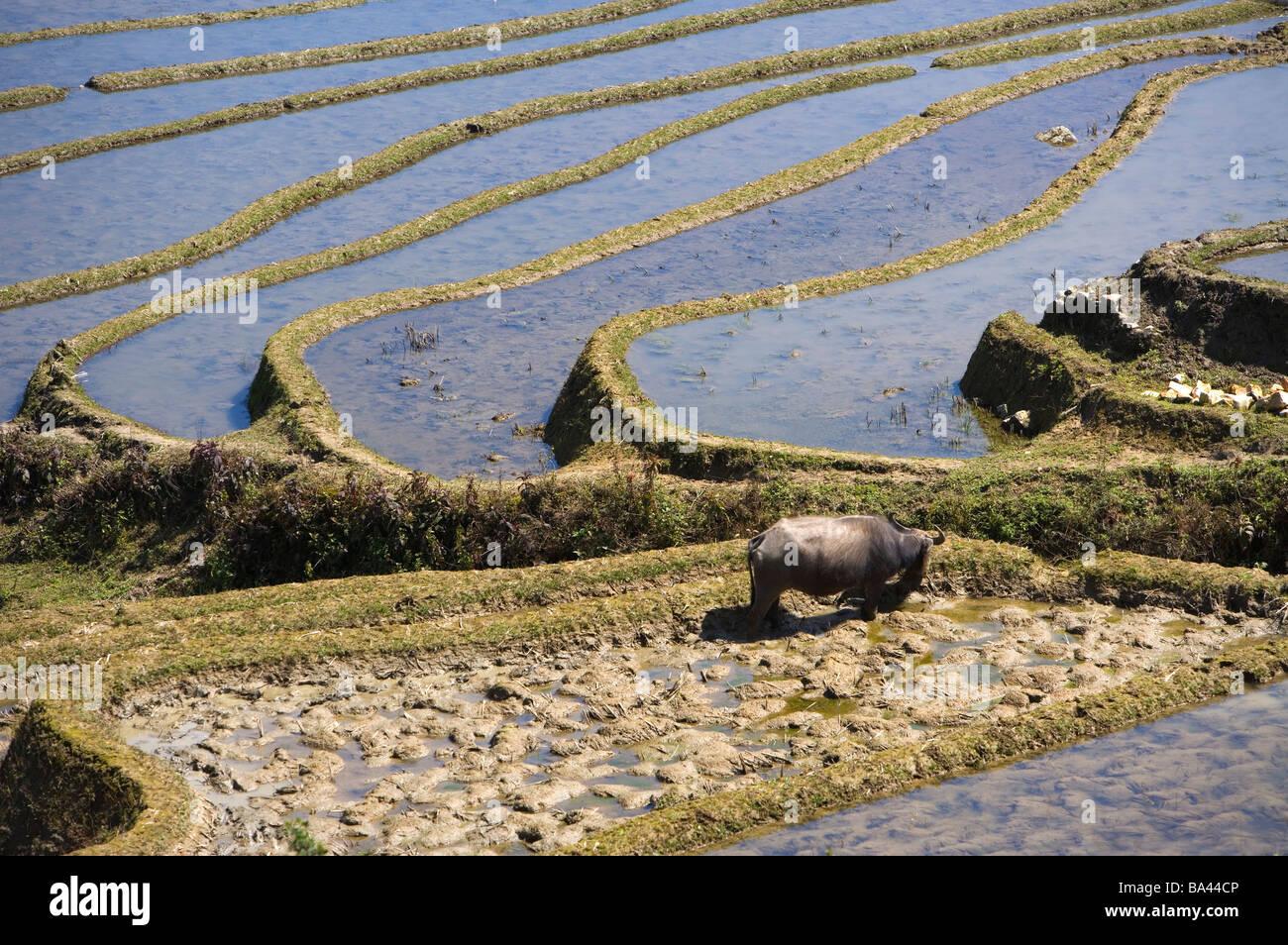 China Yunnan Province Yuanyang Buffalo in terraced paddy fields Stock ...