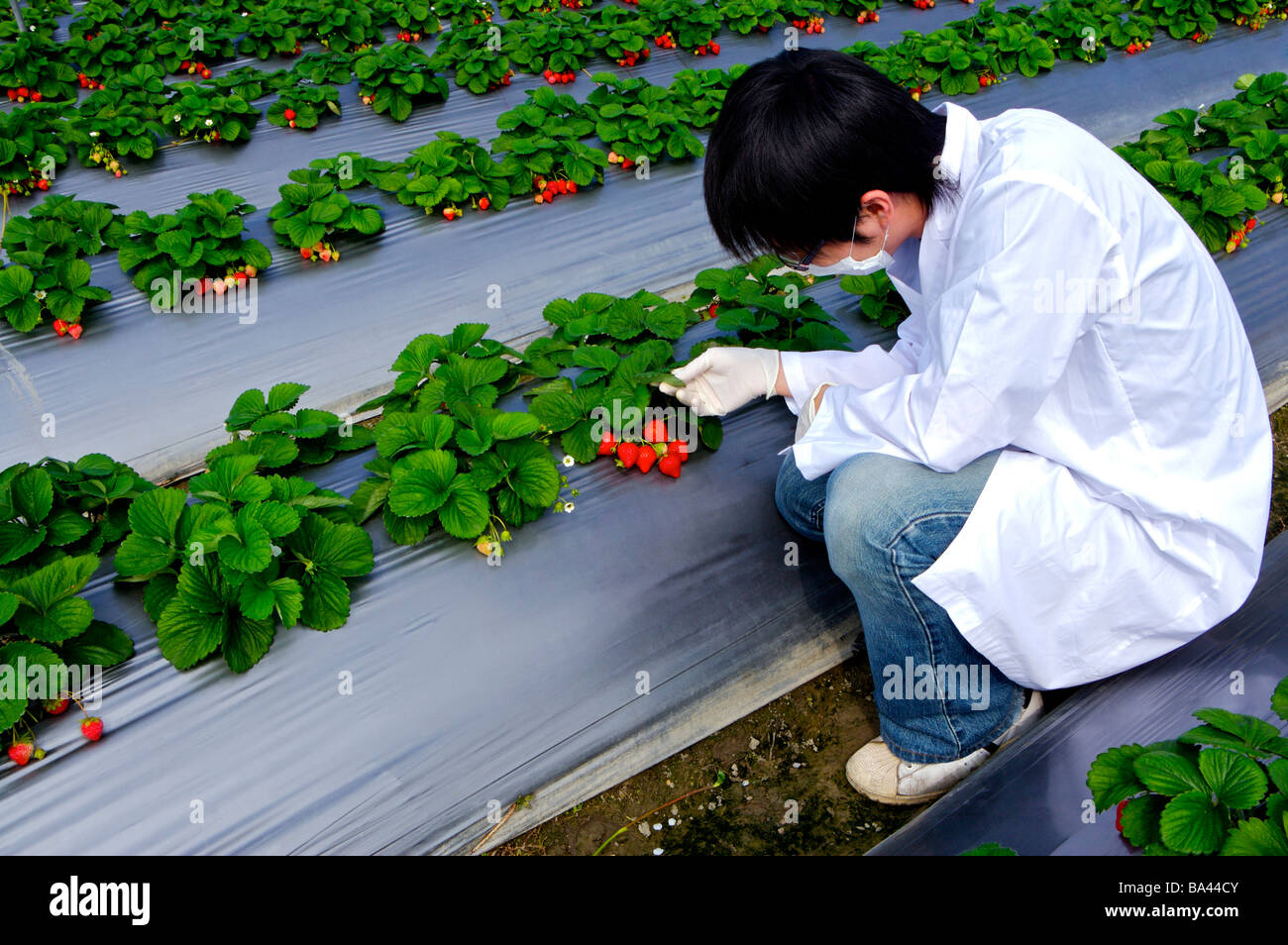 Researcher examining strawberry plant Stock Photo - Alamy