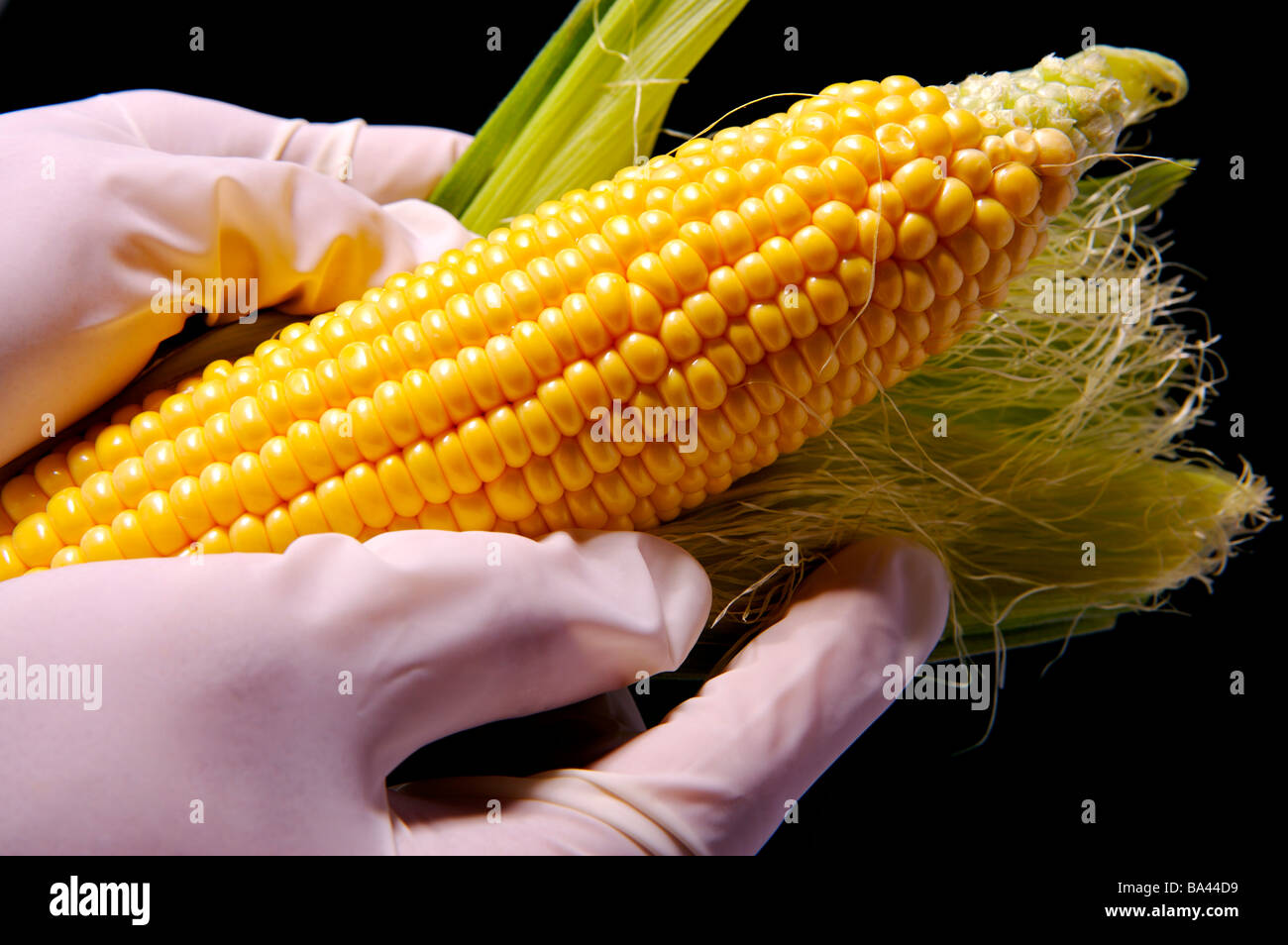 Genetically Modified Corn Stock Photos & Genetically Modified Corn ...