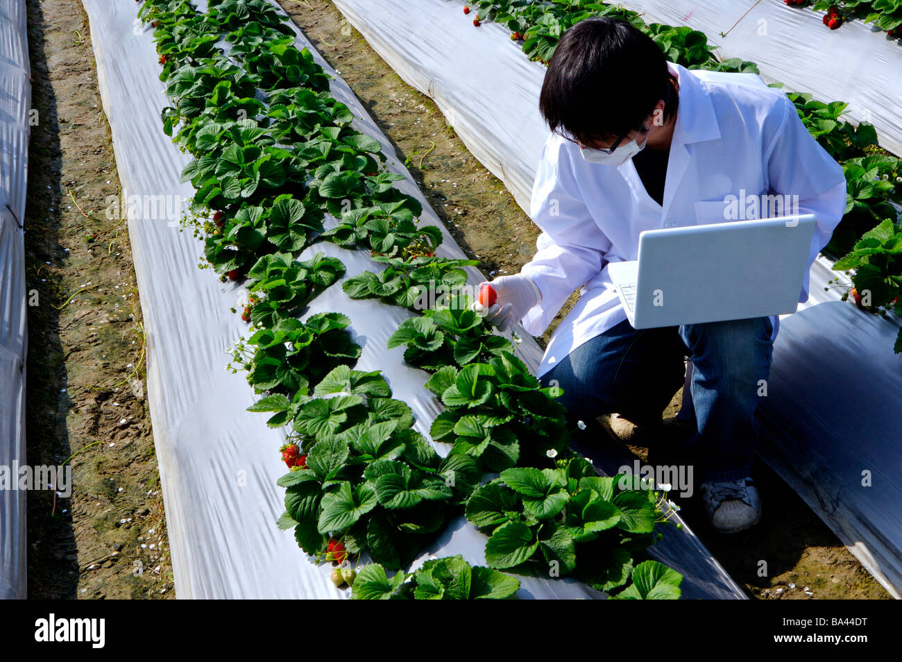 Researcher examining strawberry field Stock Photo - Alamy