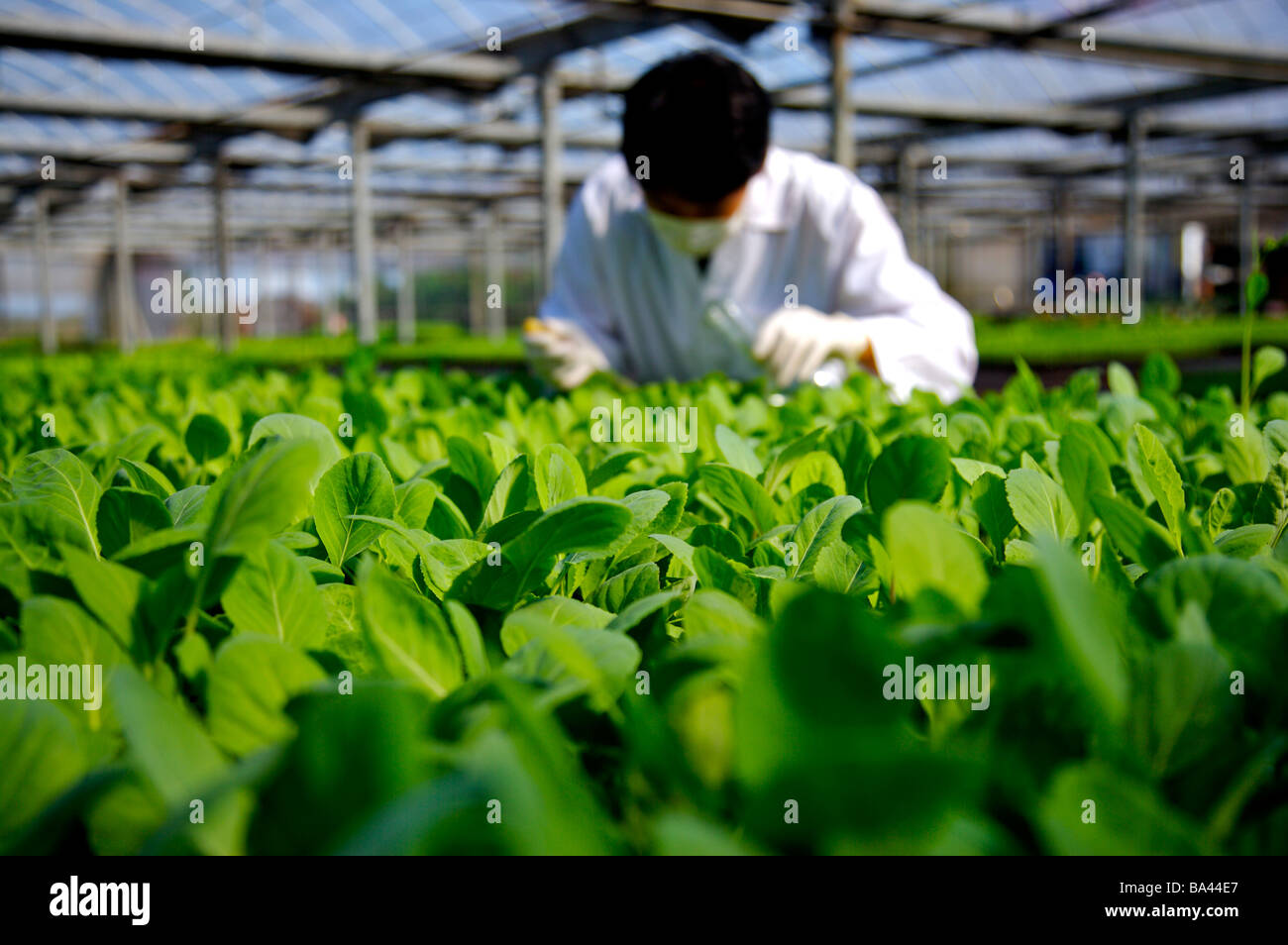 Scientist inspecting plants Stock Photo - Alamy