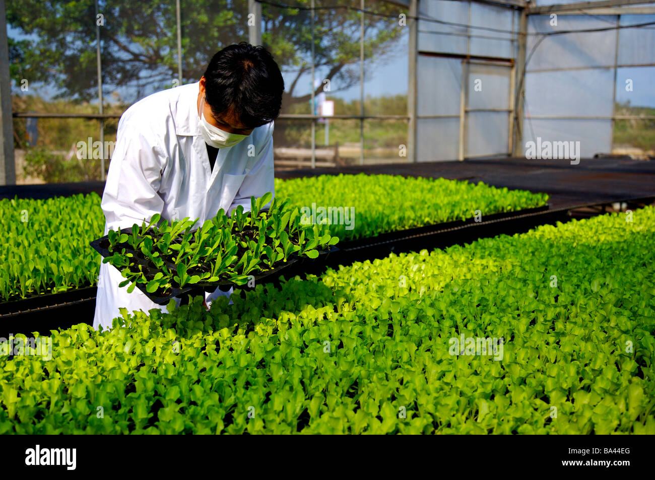 Scientist inspecting plants in greenhouse Stock Photo - Alamy