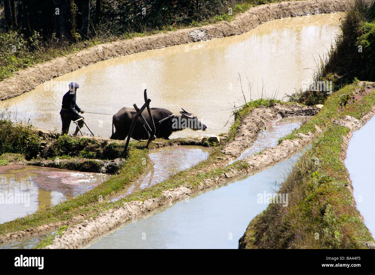 Farmer water buffalo plowing rice hi-res stock photography and images ...