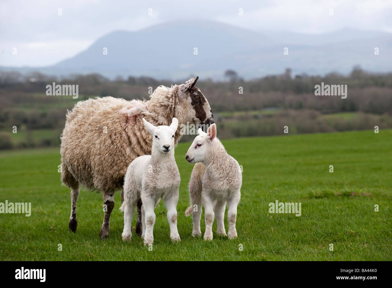 Welsh type mule ewe with Texel lambs at foot Anglesey Wales Stock Photo ...