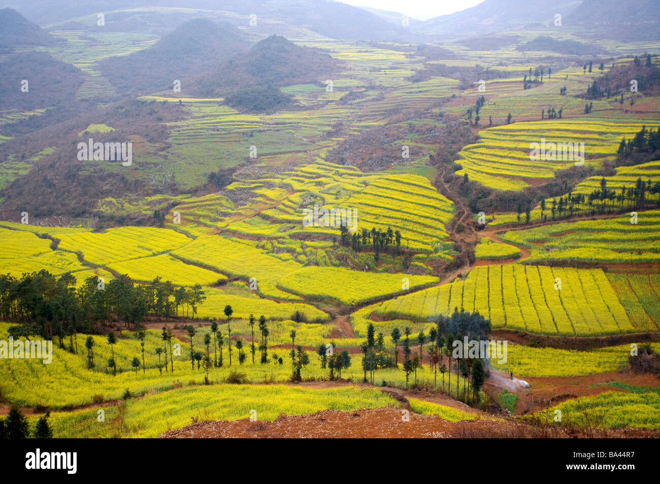 China Yunnan Province Luoping County fields on mountain Stock Photo - Alamy