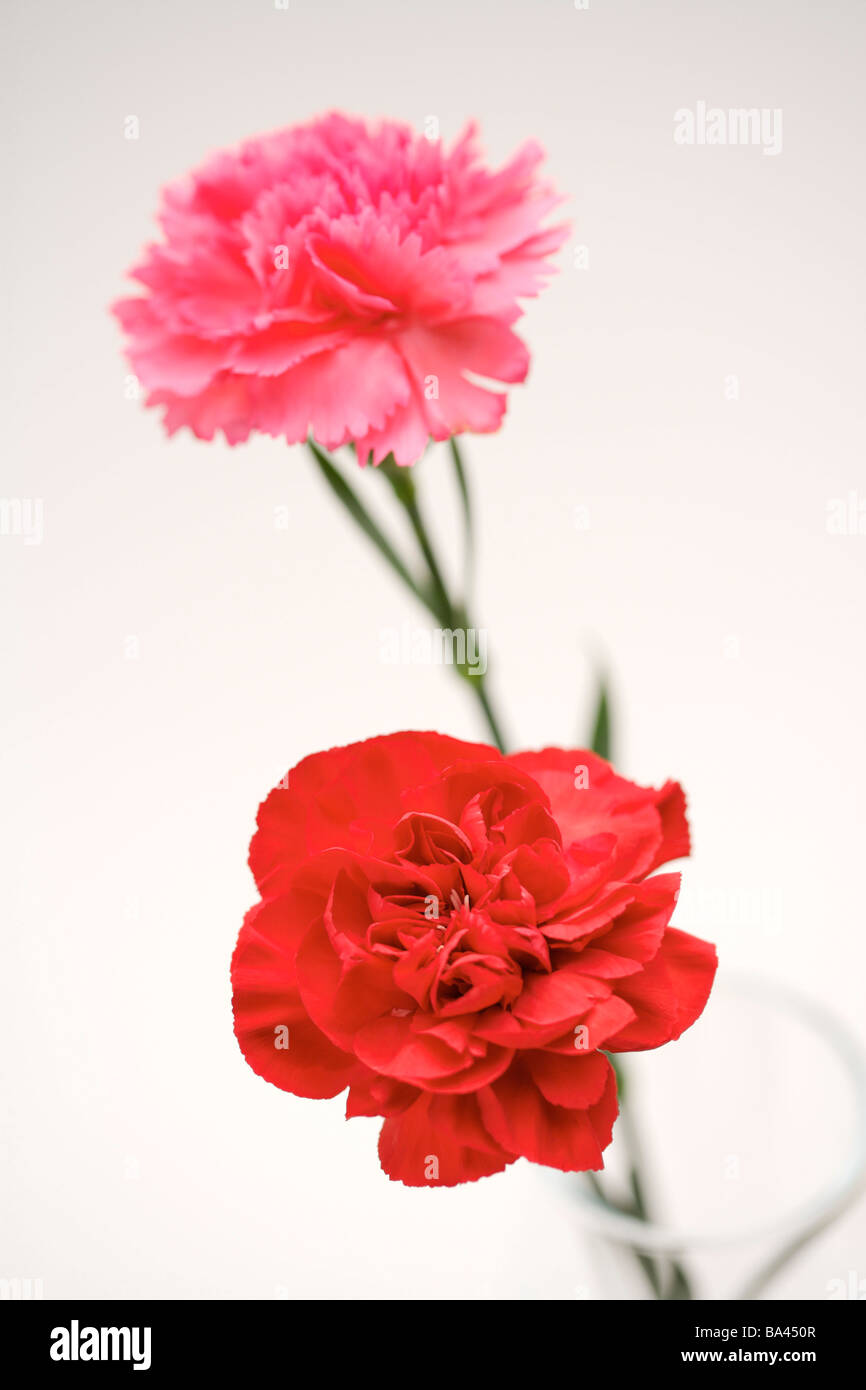 Carnations close up Stock Photo - Alamy