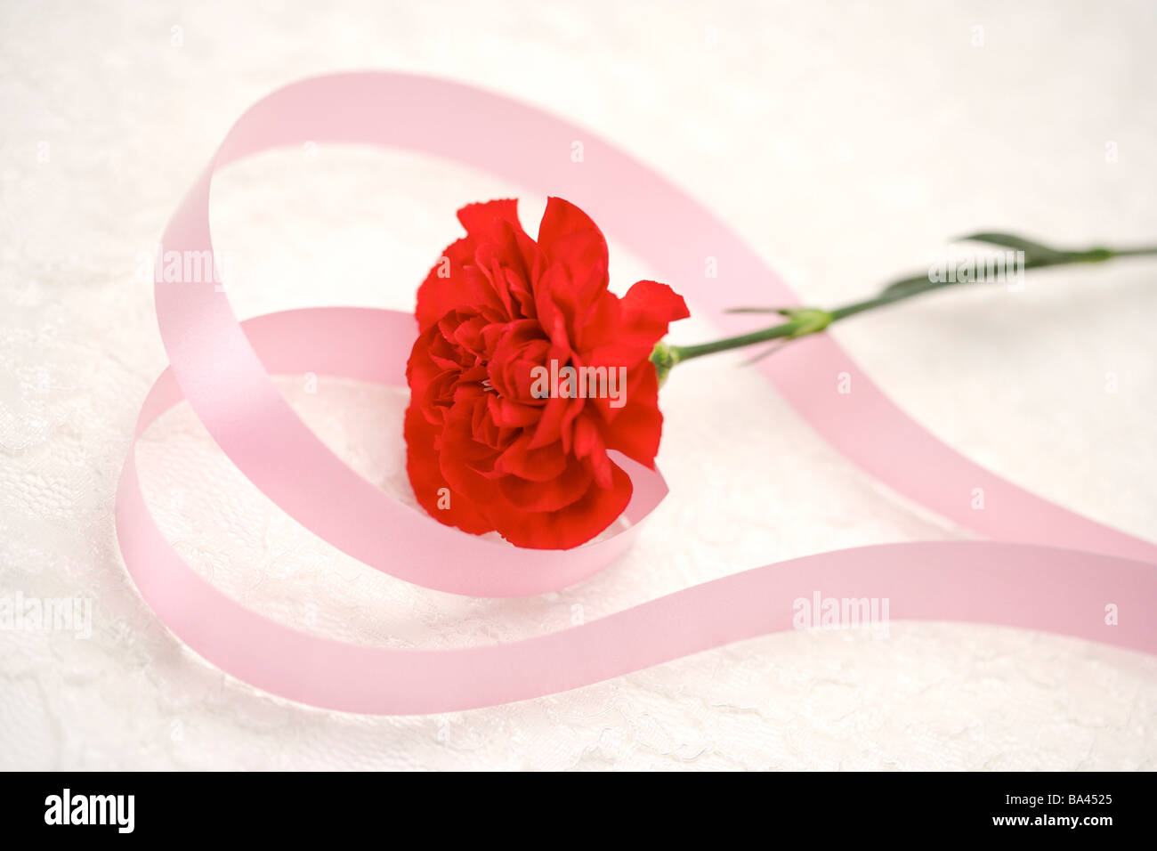 Carnation and ribbon Stock Photo - Alamy