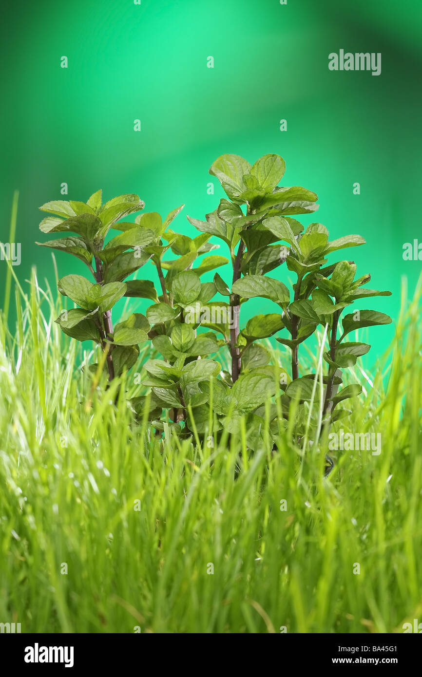 Mentha piperita citrata orange hi-res stock photography and images - Alamy