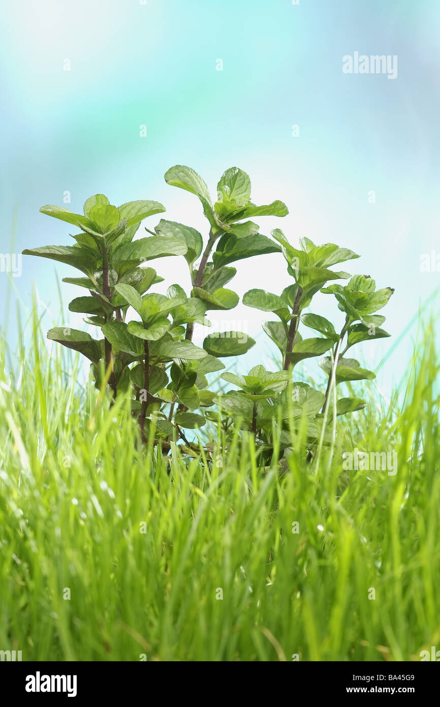Mentha citrata orange hi-res stock photography and images - Alamy