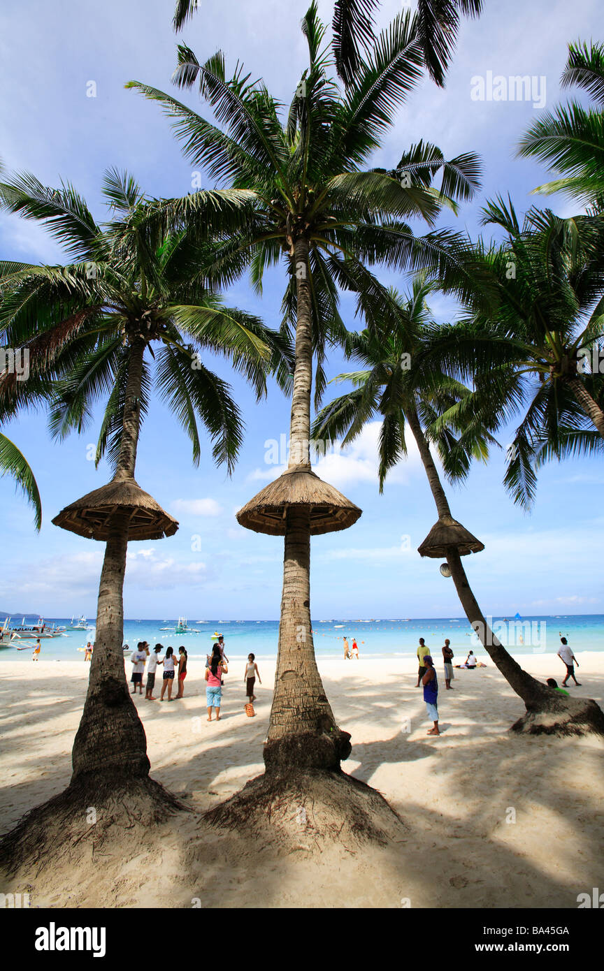 Close up on palm trees hi-res stock photography and images - Alamy