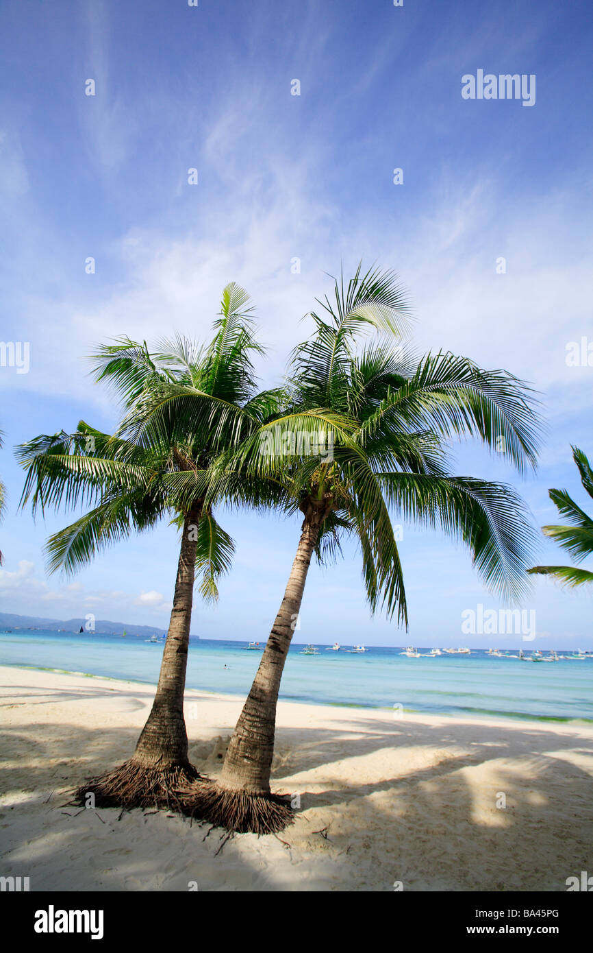 Palm trees on beach Stock Photo - Alamy