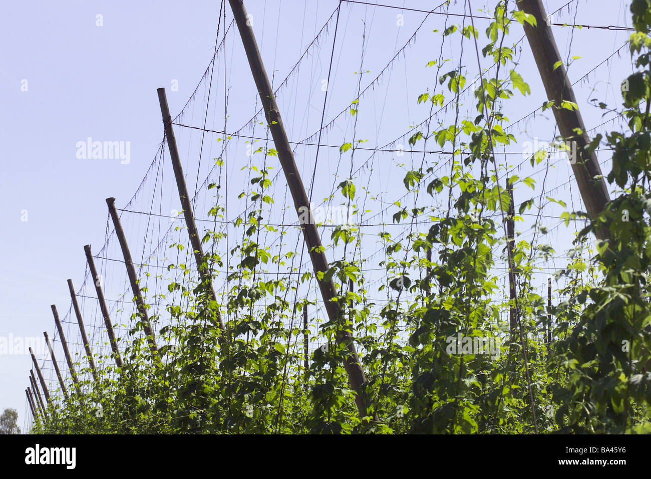 Hops fields hi-res stock photography and images - Alamy