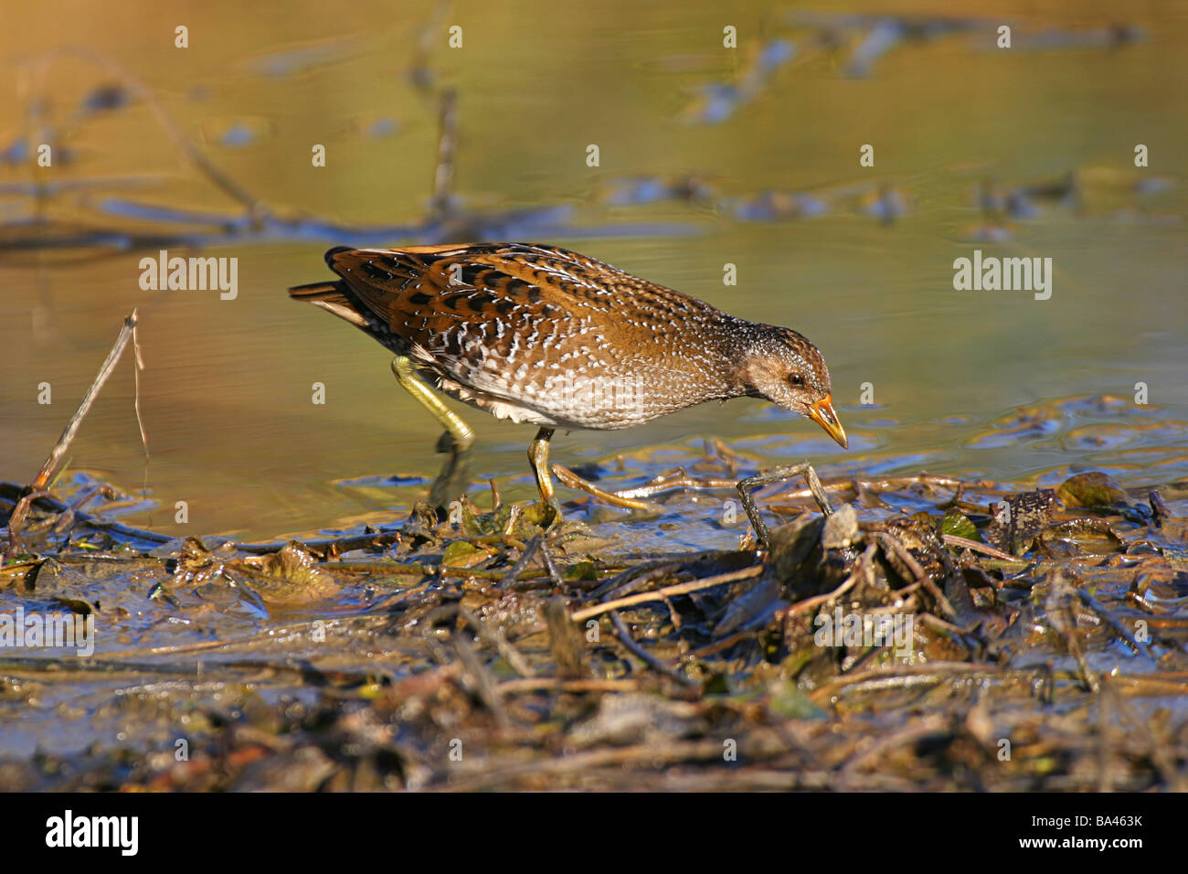 Spotted crake very hi-res stock photography and images - Alamy