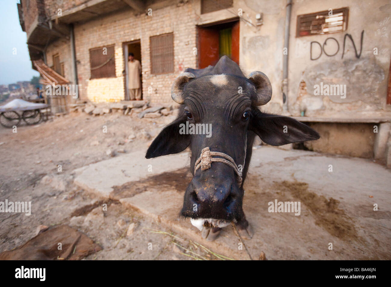 A cow on the banks of the Leh River in Rawalpindi, Pakistan which ...