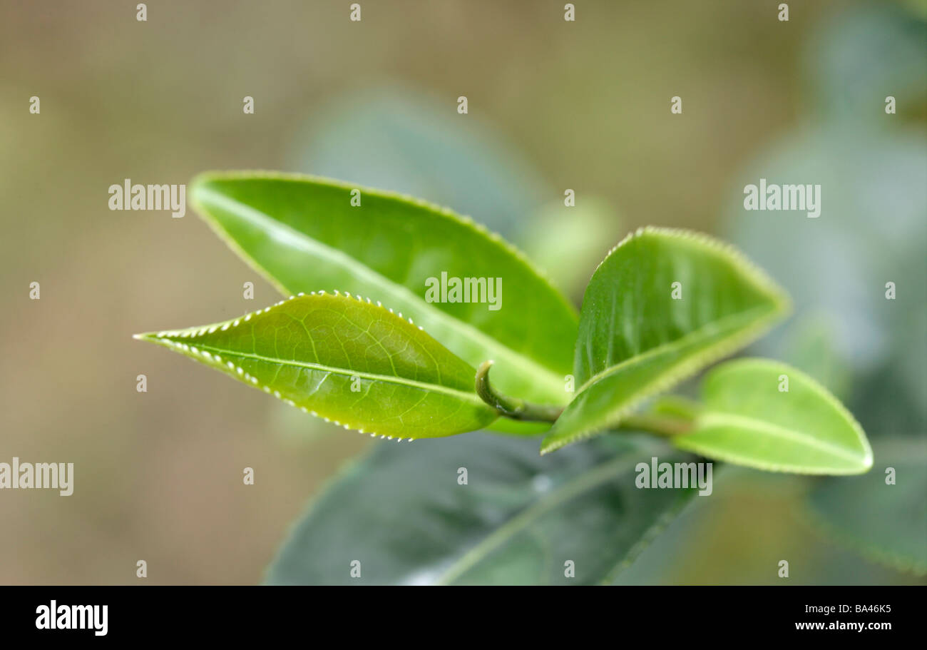 Two leaves bud tea leaf hi-res stock photography and images - Alamy