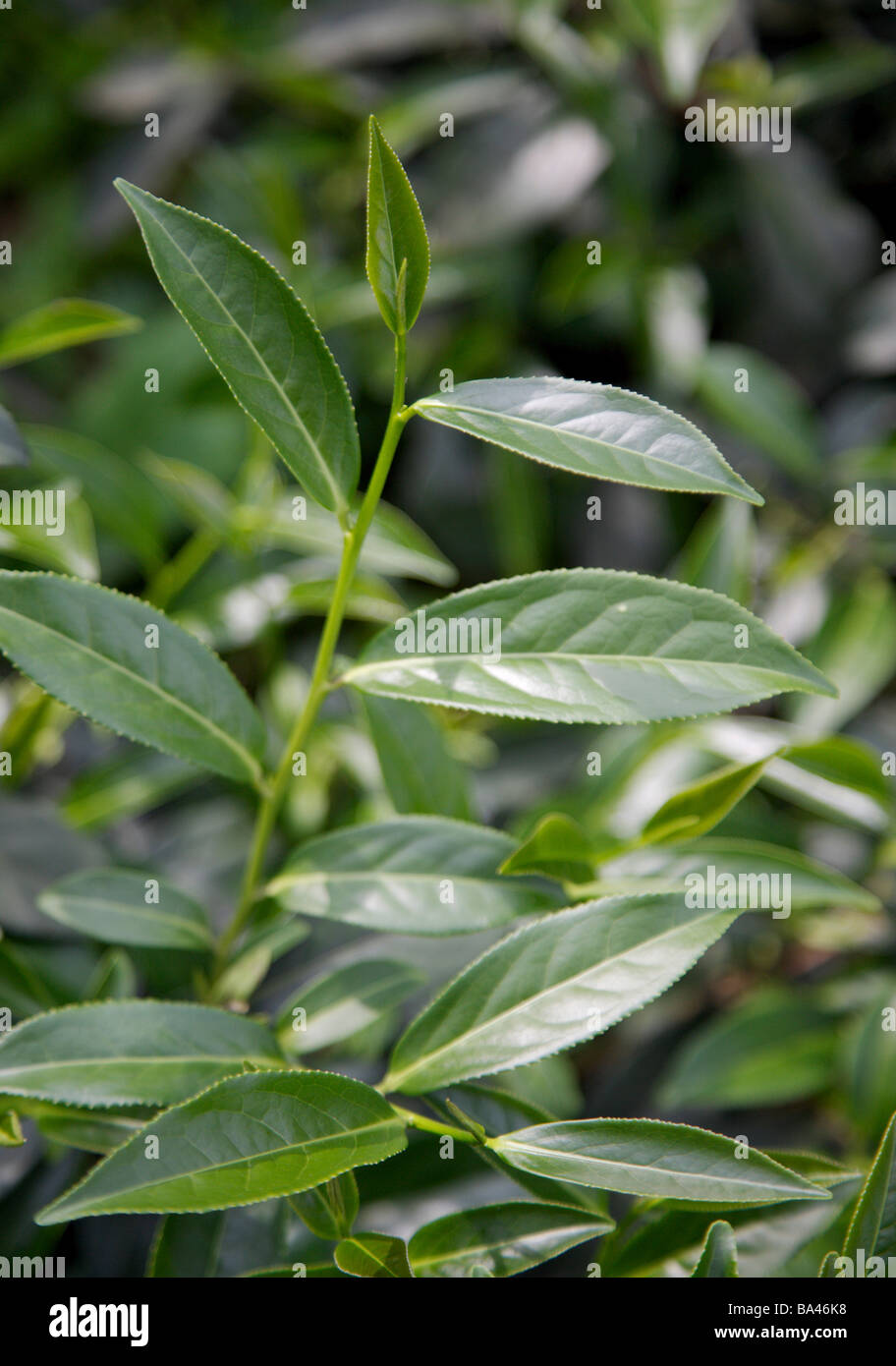 Two leaves bud tea leaf hi-res stock photography and images - Alamy
