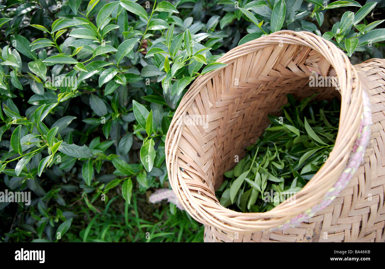 Two leaves bud tea leaf hi-res stock photography and images - Alamy
