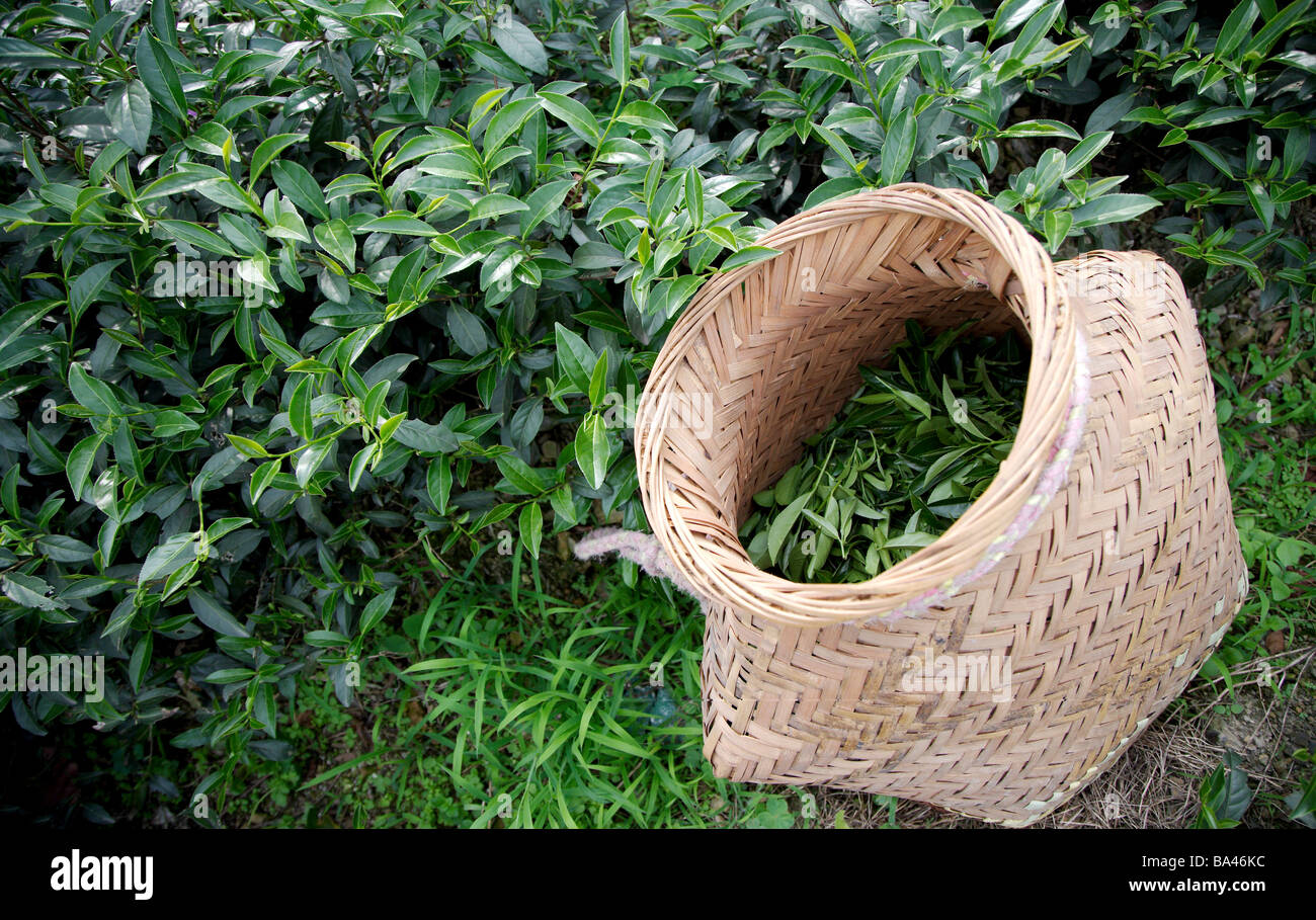 Two leaves bud tea leaf hi-res stock photography and images - Alamy