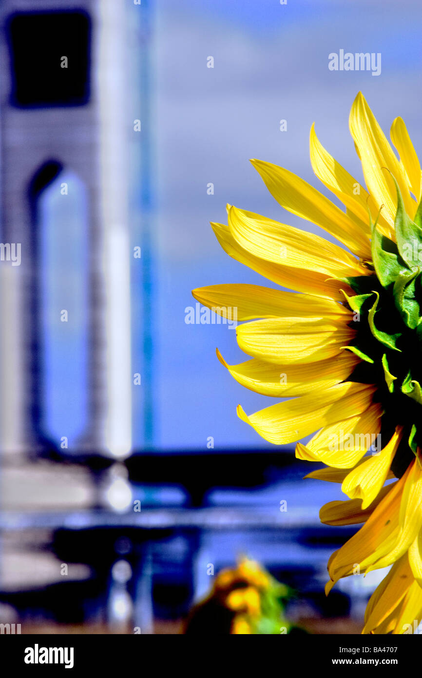 Sunflower and solar power plant tower on the background belonging to ...