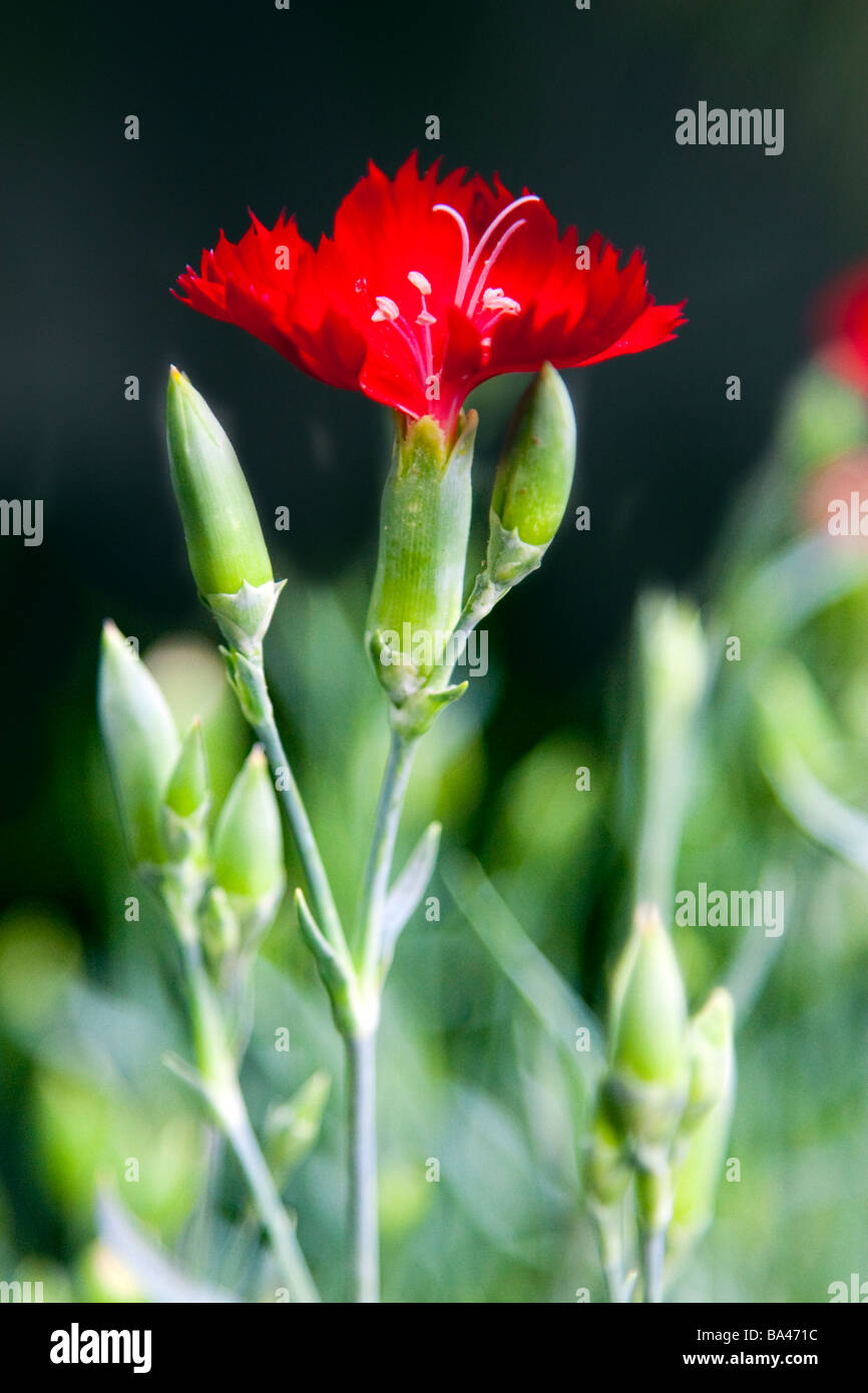Red carnation spain hi-res stock photography and images - Alamy