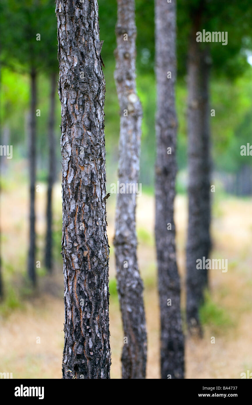 Pine tree trunks during summertime Seville Spain Stock Photo - Alamy