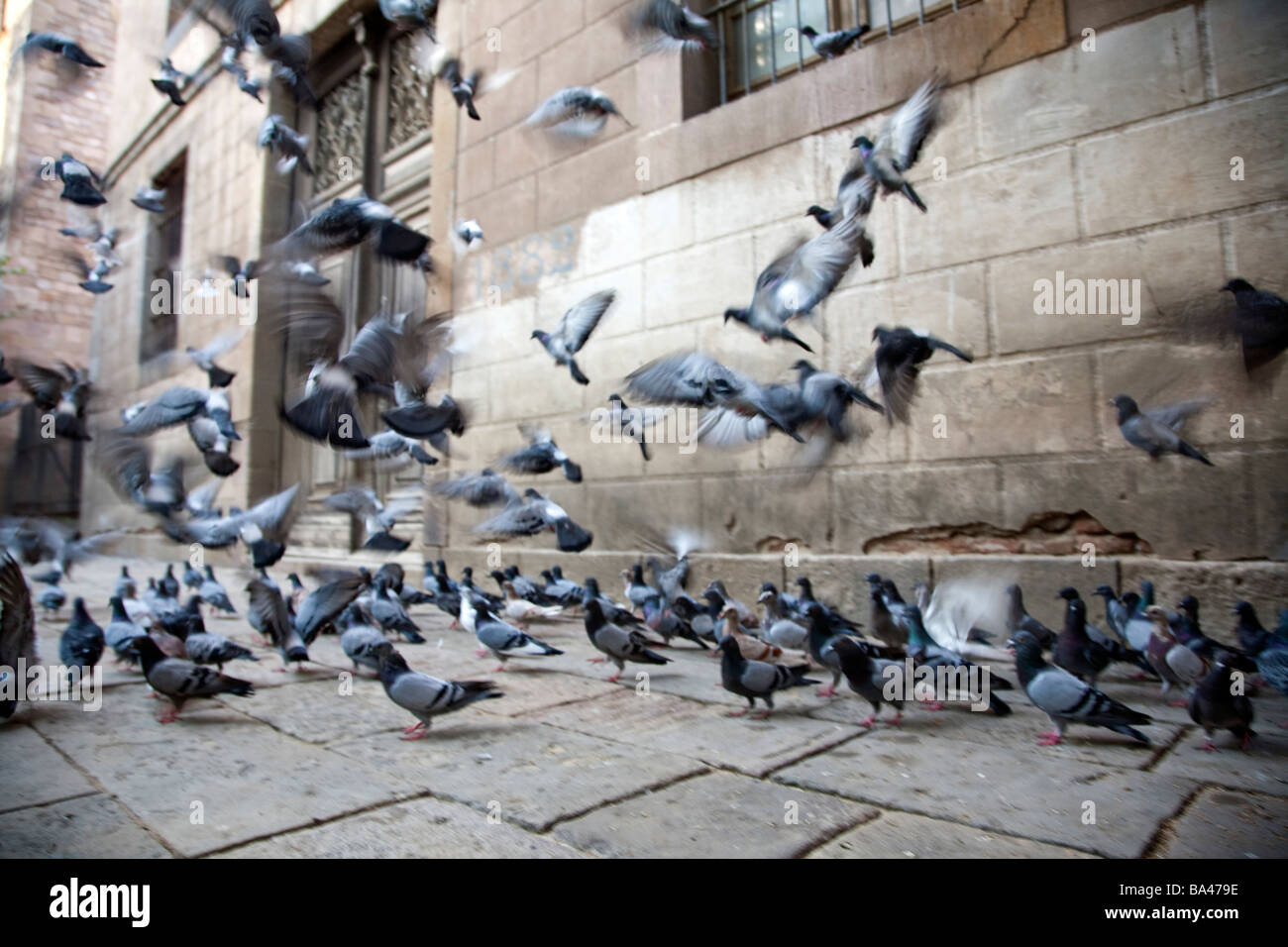 Doves on the Hospital de la Santa Creu Saint Cross Hospital 15th ...
